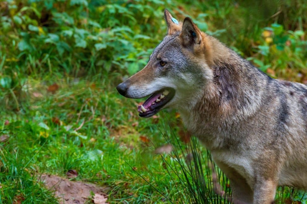 Skånes Djurpark - Visit MittSkåne